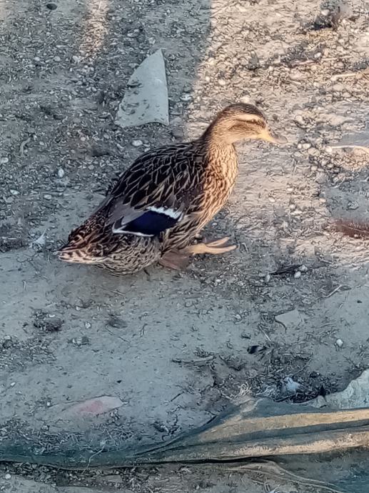 jaja patki japanki i divljih