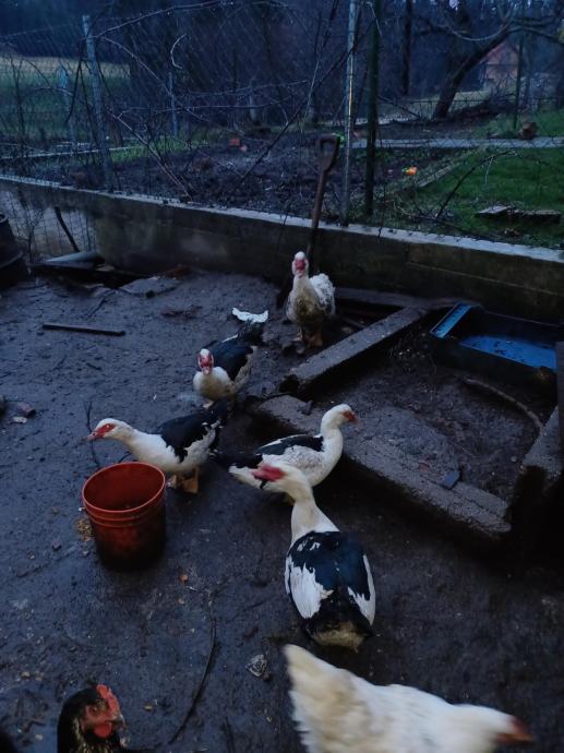 Japanske / mošusne patke