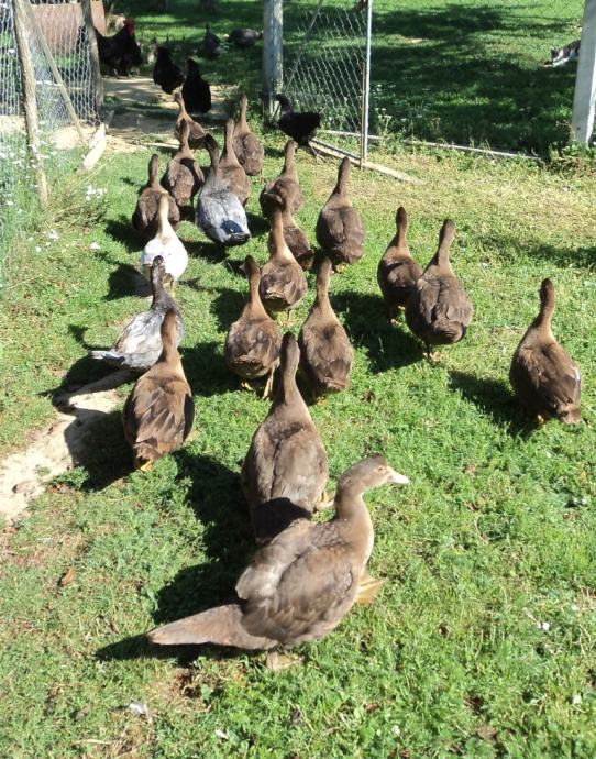 Japanske / mošusne patke
