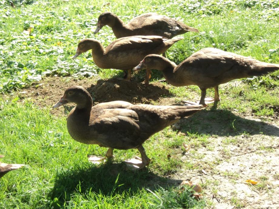 Japanske / mošusne patke