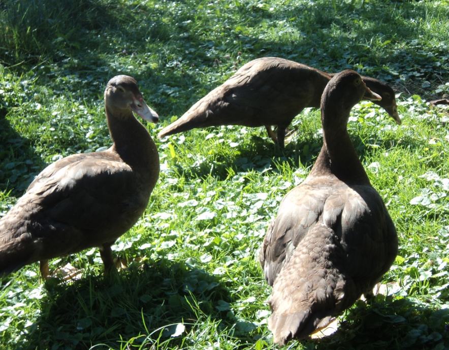 Japanske / mošusne patke