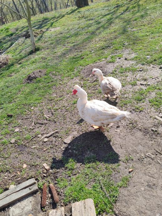 Japanske patke bijele boje