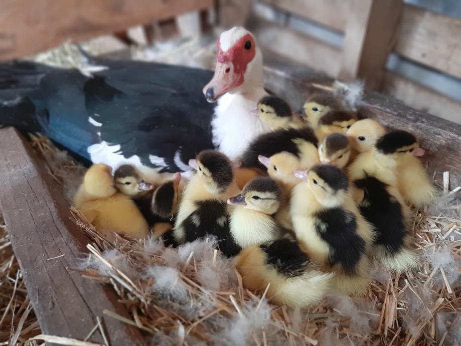 Japanske patke muške