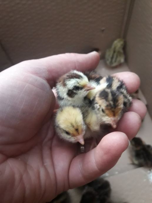 Japanske prepelice (pilići)