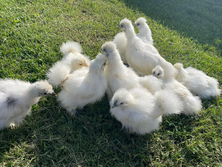 JAPANSKI SVILENI PILICI