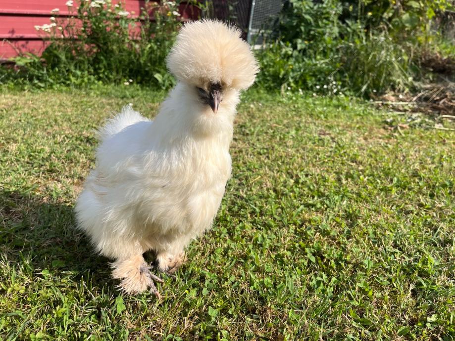 JAPANSKI SVILENI PILICI