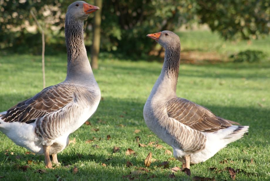 AKCIJA !!! Dvotjedne guske za cijenu jednodnevnih !!! Guščići ,guske