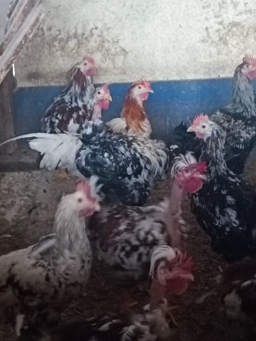 katice i dureki, pijevci i mini koze