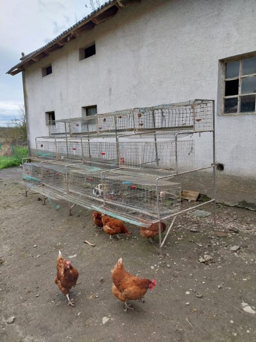 Kavez za kokoši