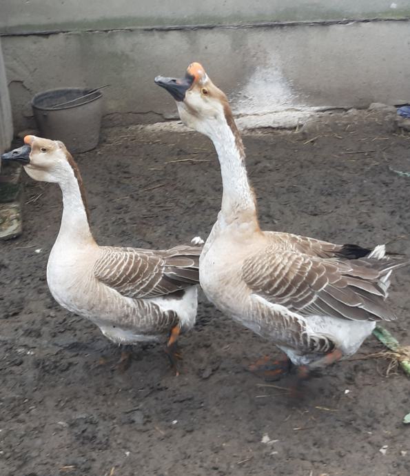 Kineske labudaste guske