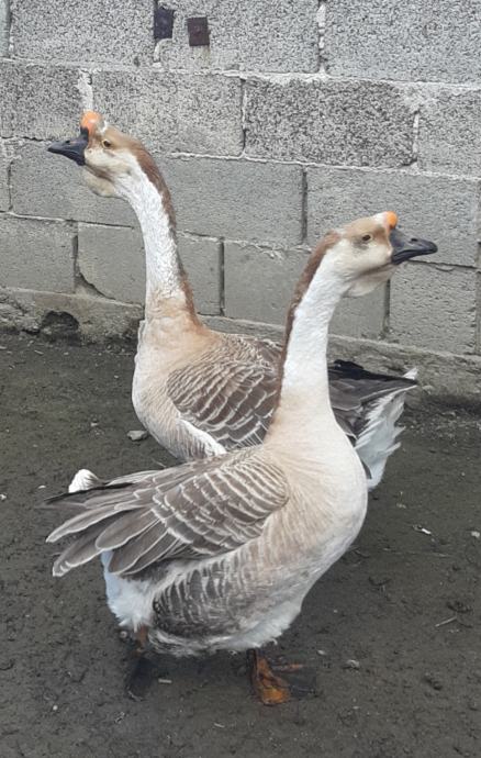 Kineske labudaste guske