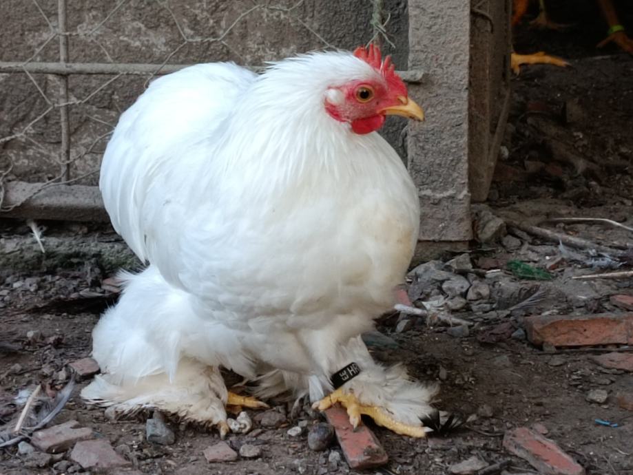 Kokinkina patuljasta