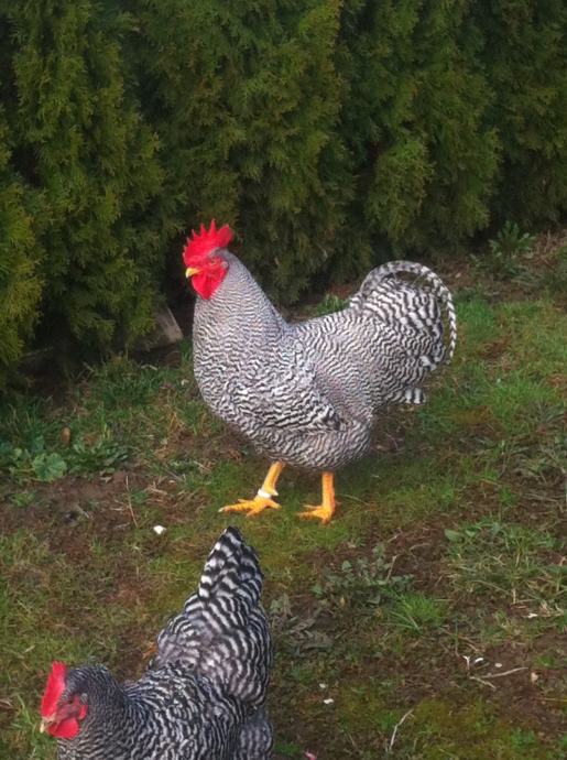 Kokoši Amrock - jato, pilići i jaja