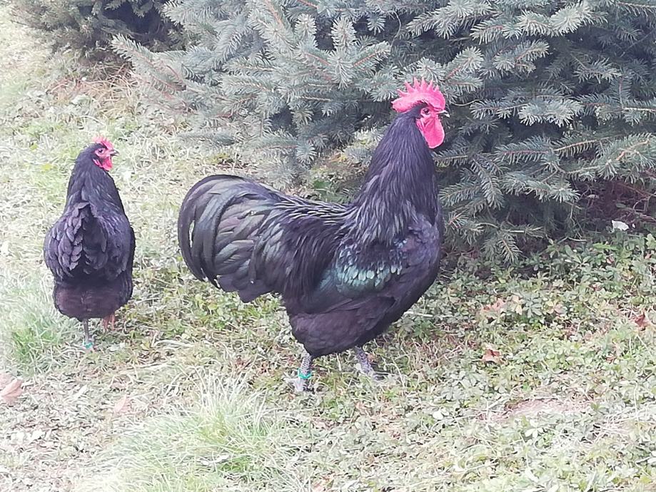 Kokoši Australorp
