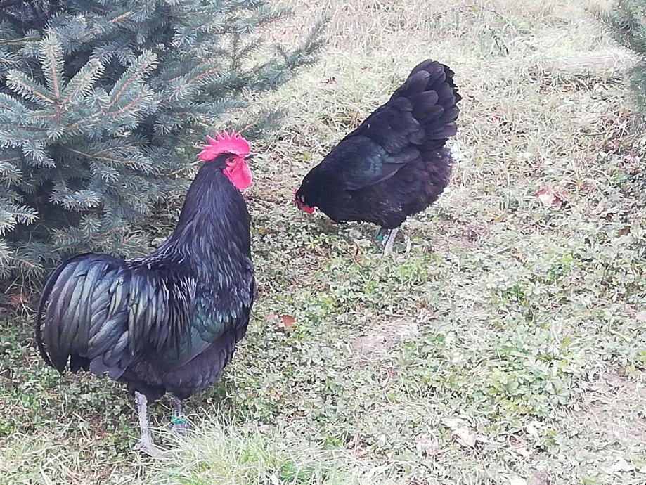 Kokoši Australorp