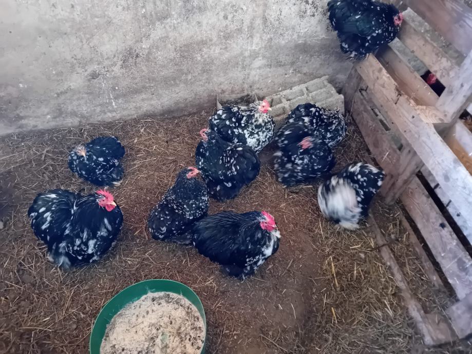 Kokoši kokinkine patuljaste