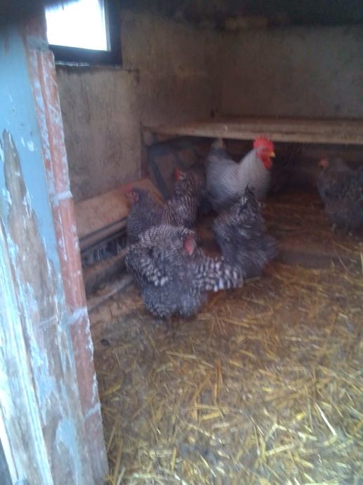 Kokoši međimurske i amrock te jaja za nasad od međimurki