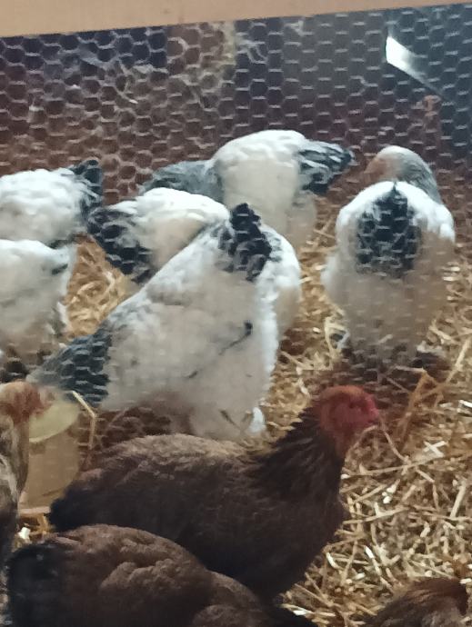 Kokoši i pijetlovi Brame