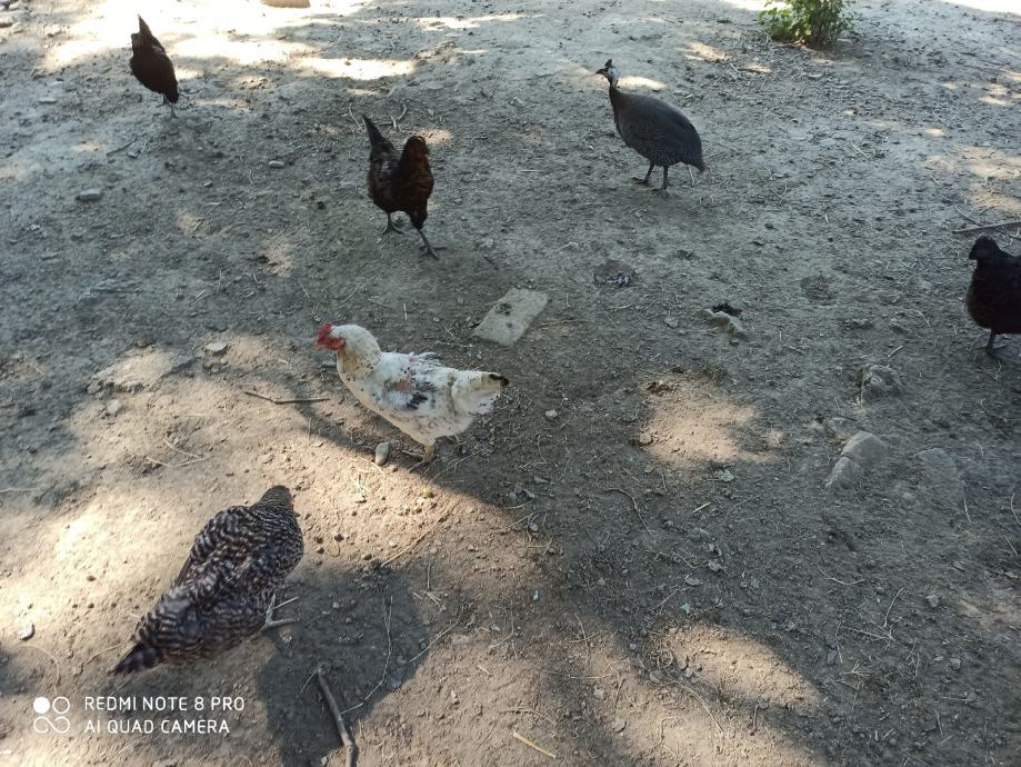 Prodajem PRELUX kokoši