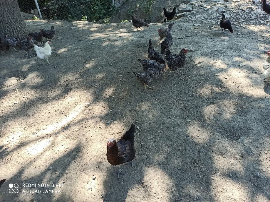 Prodajem PRELUX kokoši