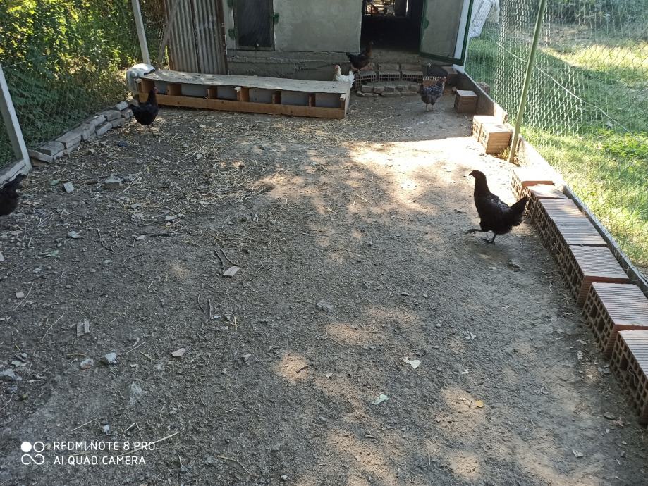 Prodajem PRELUX kokoši