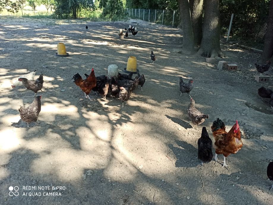 Prodajem PRELUX kokoši