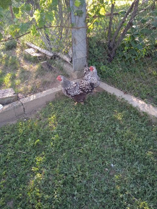 kokoši srebrne vijandota