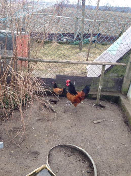 Kokoši Vorwerk (Forverk)