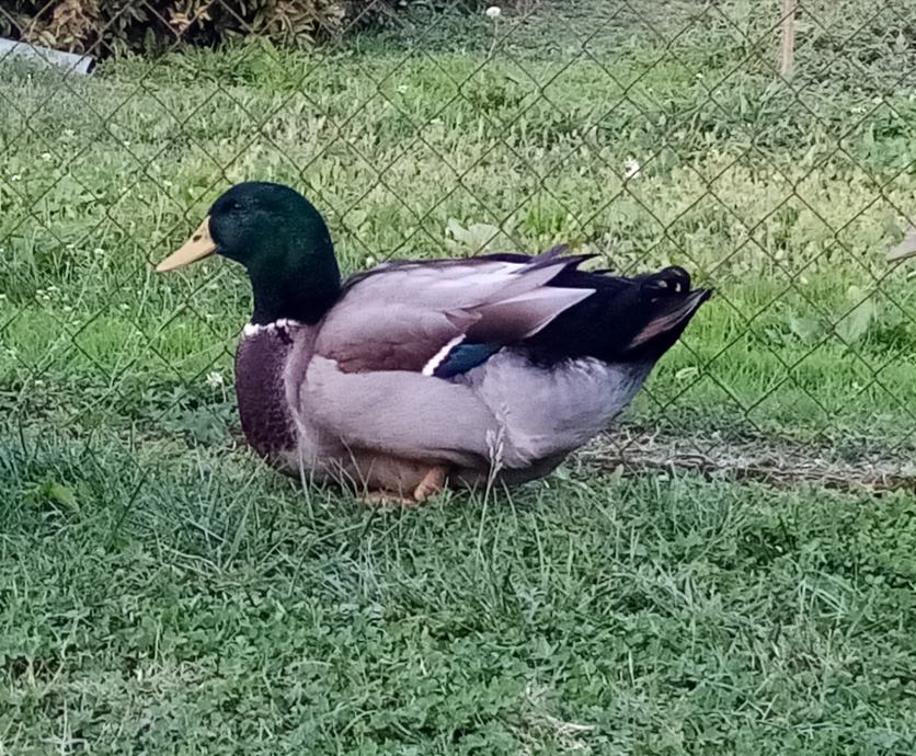 Ruanske patke- jaja za nasad