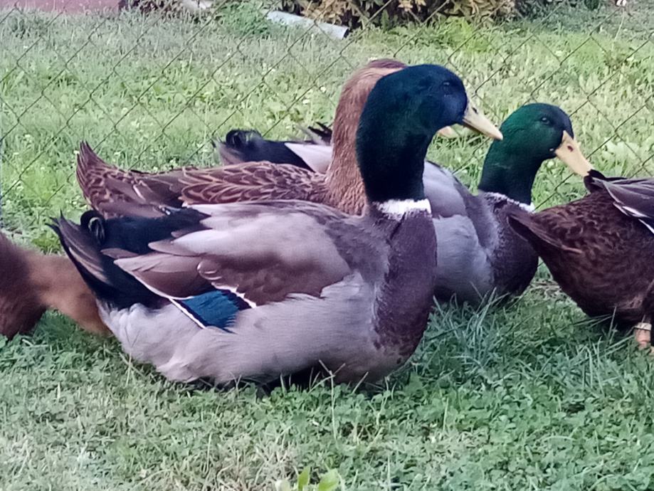 Ruanske patke- jaja za nasad