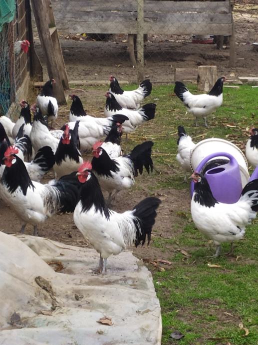 Lakenfelder ,ukrasne kokoši