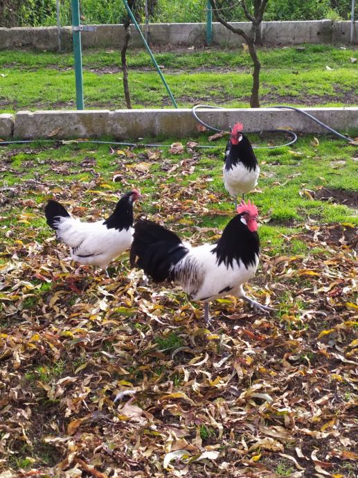 Lakenfelder ,ukrasne kokoši