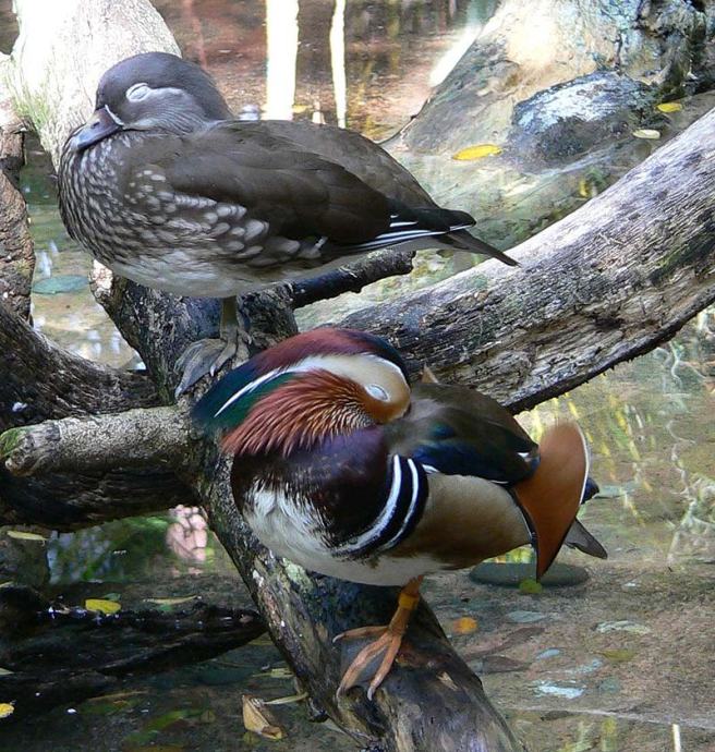 MANDARINKE UKRASNE PATKE , ZRELI PAR ZA RASPLOD PRODAJEM POVOLJNO