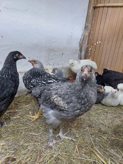 Marans i Olive Egger pjetlići