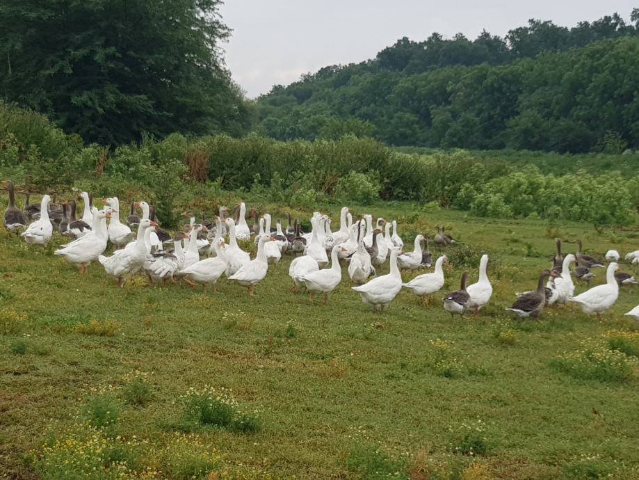 mlade guske od ove god.prodajem