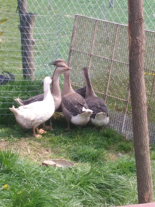 Mlade guske ovoogodisnje