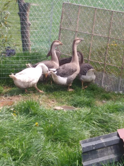 Mlade guske ovoogodisnje