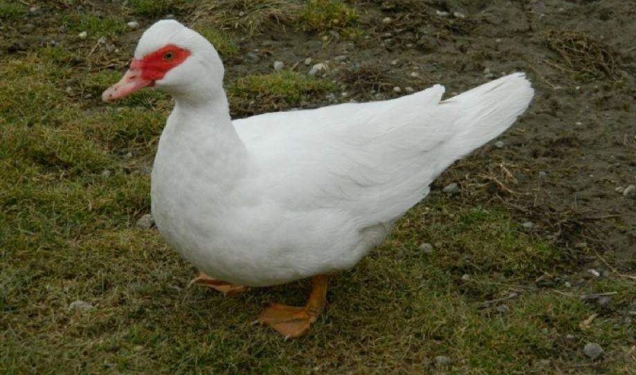 Mlade japanske (mošusne) patke