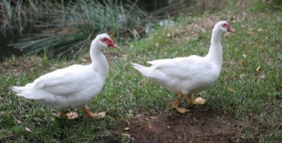 Mlade japanske (mošusne) patke