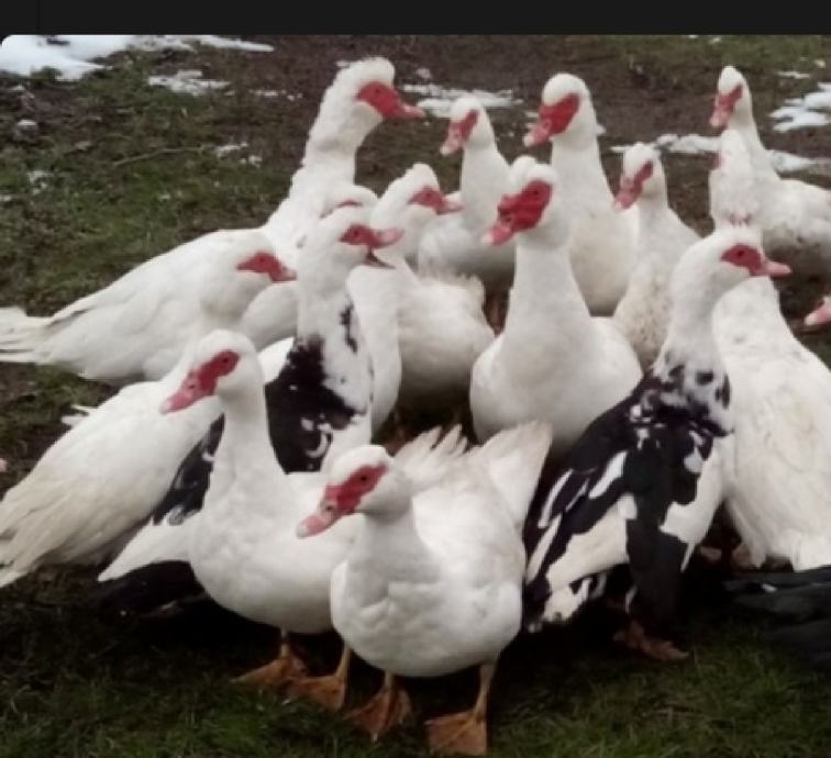 Mlade japanske (mošusne) patke