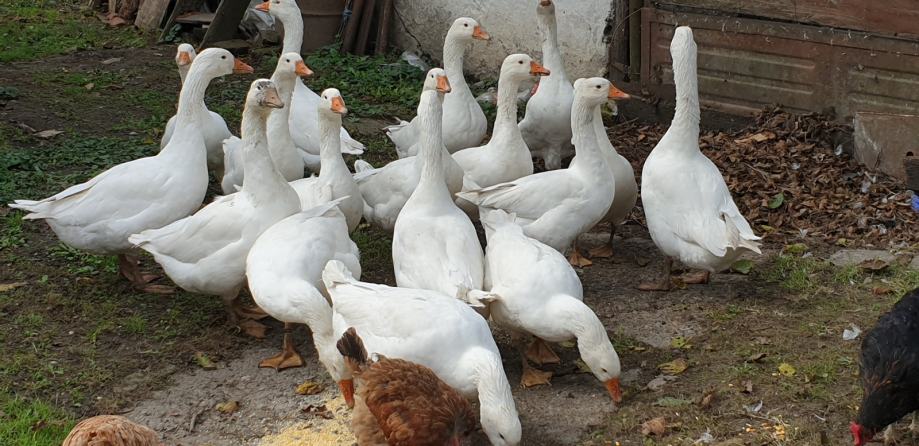 Mlade proljetne guske 150kn/kom, očišćene 40kn/kg