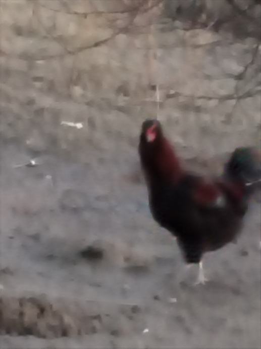 Mladi kokoti