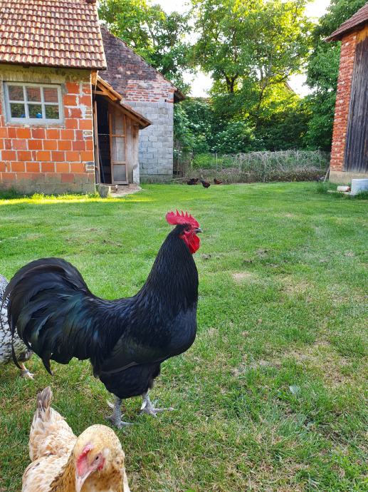 Mladi pjevac- crni australorp