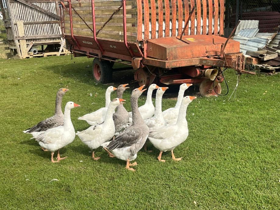 Mladi purani i mlade guske, ZVATI NA 0991964378