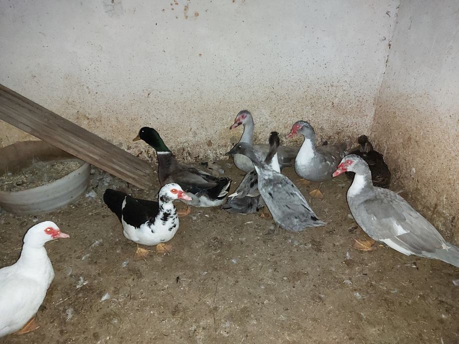 mosusne/japanske patke