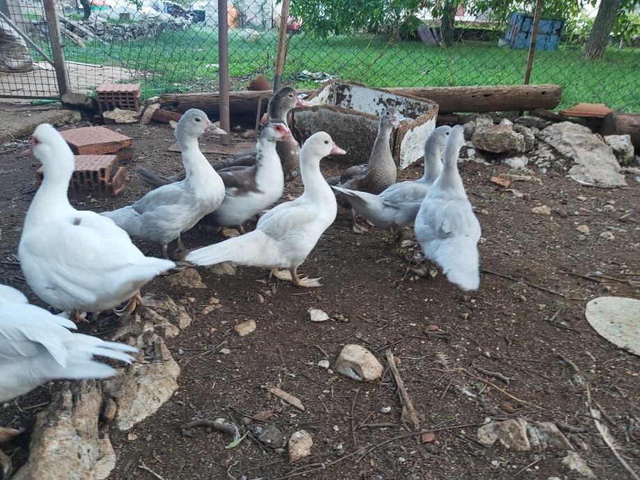 mosusne/japanske patke