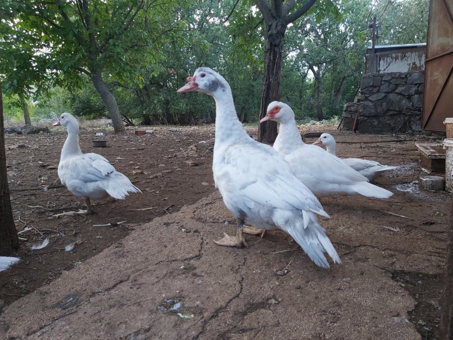 mosusne/japanske patke