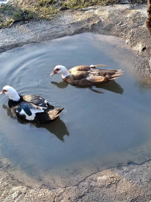 Mošusne patke (patke japanke - crna, siva i smeđa)