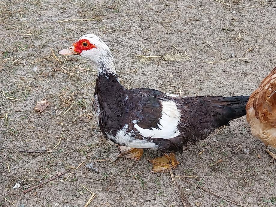Mošusne patke, može zamjena