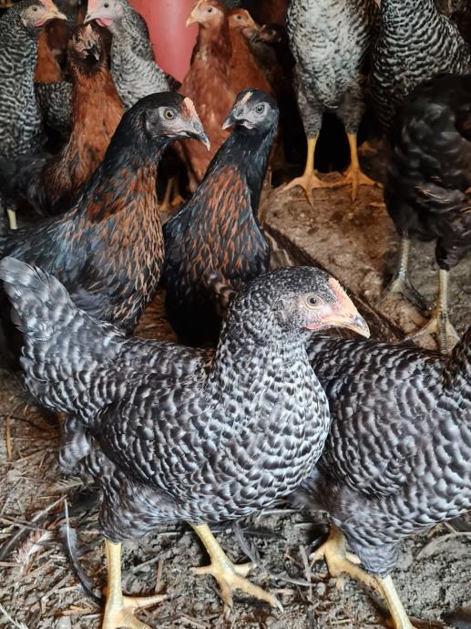 Nesilice Prelux (slovenska nesilica)